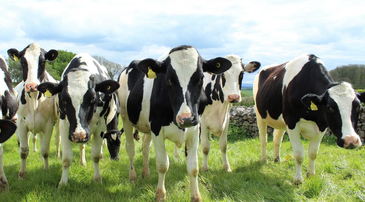Mycoplasma bovis - farmers are urged to update NAIT information before ...