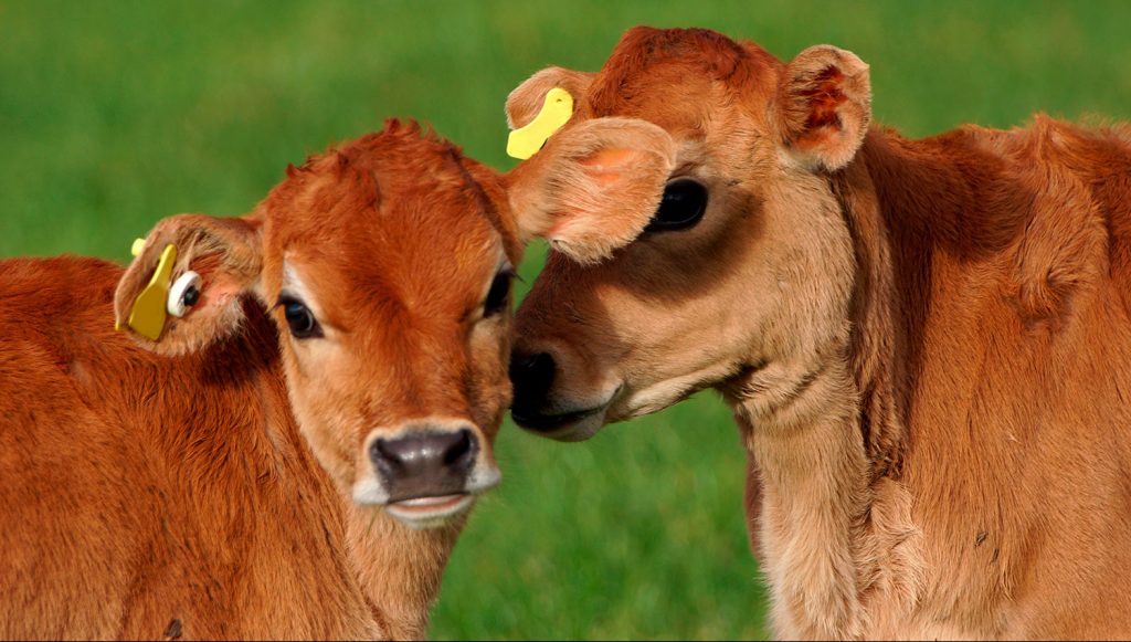 Dairy leader to head DairyNZ’s farm performance team - NZIAHS