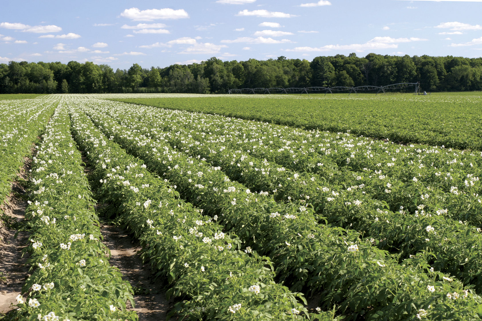 Sustainable Vegetable Systems Project Recognised Among New Zealand’s ...