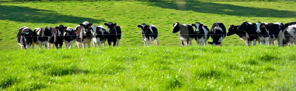 Whenua haumanu – nurturing the land through exploring pastoral farming ...