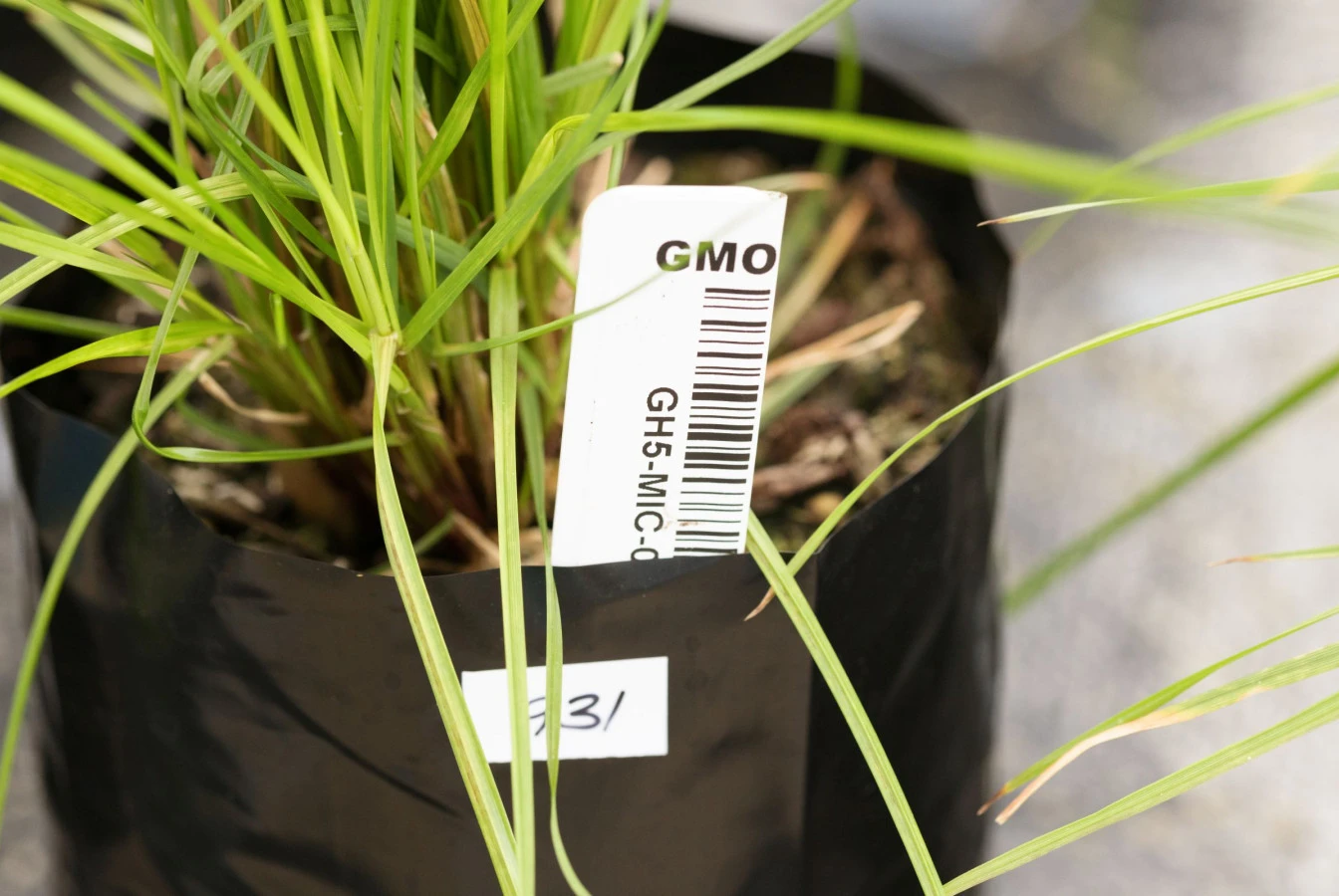 #9 - Co-existence of genetically modified and non-genetically modified ...