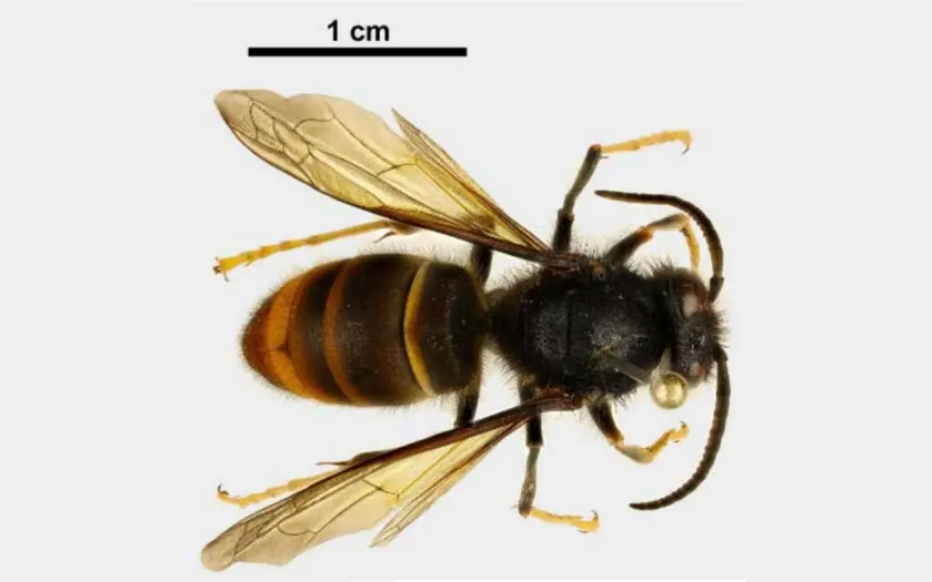 New research to support yellow-legged hornet response - NZIAHS